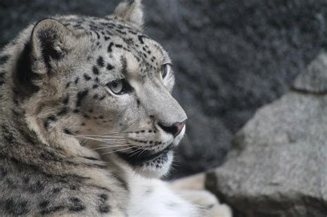 Image result for Snow Leopard Looking Forward