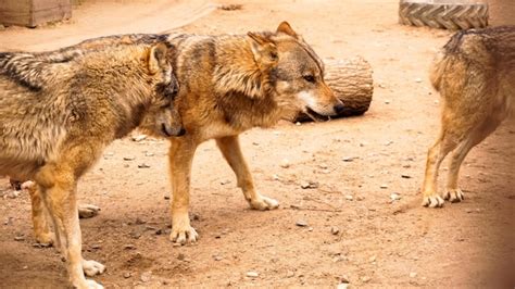 Image result for Zoo Animals Wolves