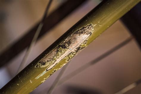 Image result for Rear Triangle Bike Frame Protection