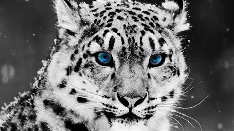 Image result for Snow Leopard Computer Wallpaper