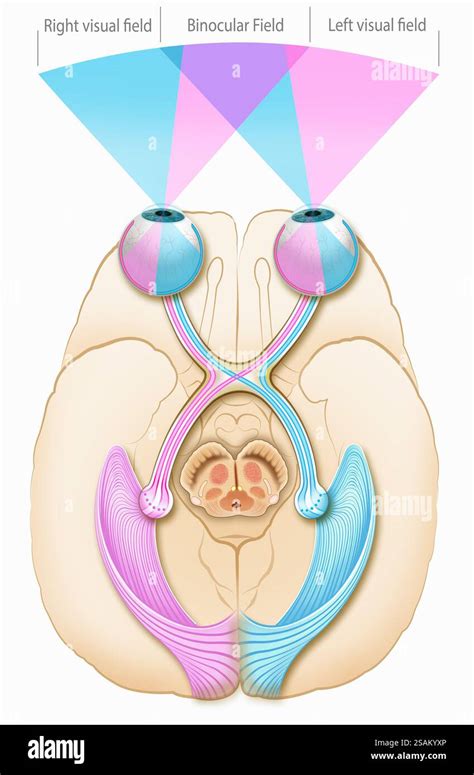 Image result for Visual System Retina