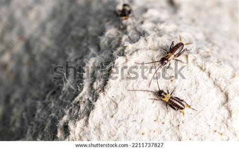 Image result for Breeding Crickets Setup