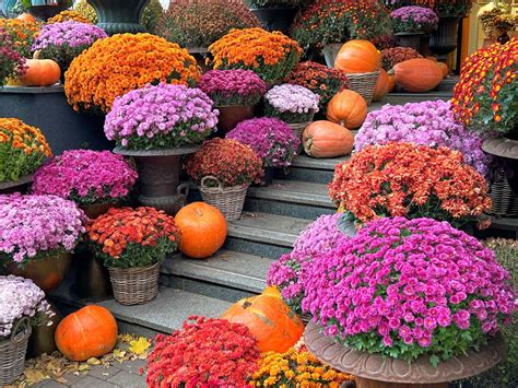Image result for Planting Mums in Containers