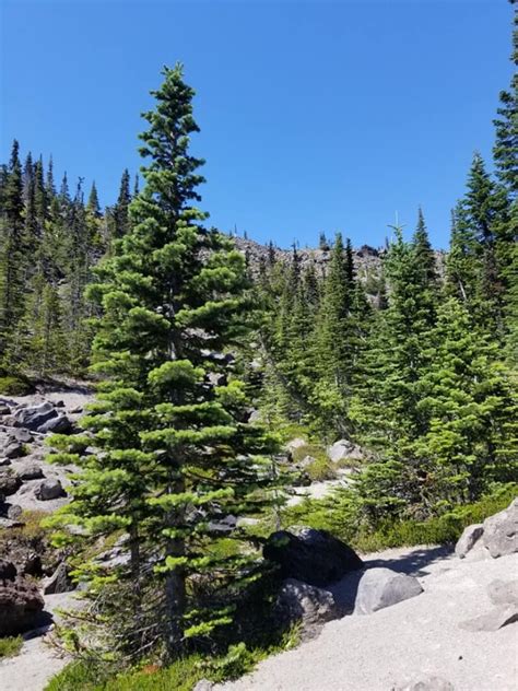 Image result for Subalpine Fir Tree