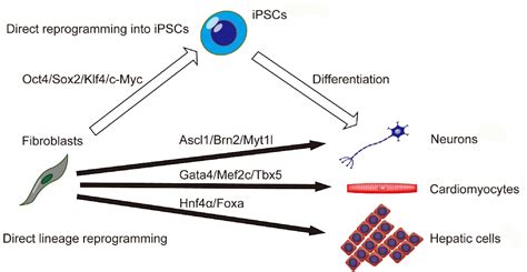 Image result for Direct Reprogramming