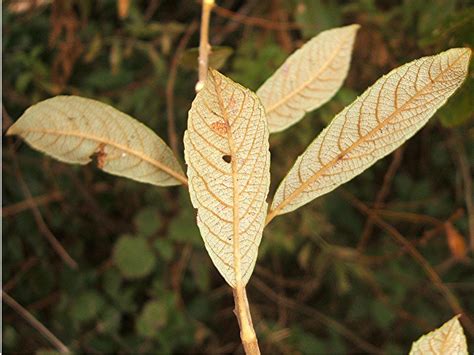Image result for Willow Tree Rust