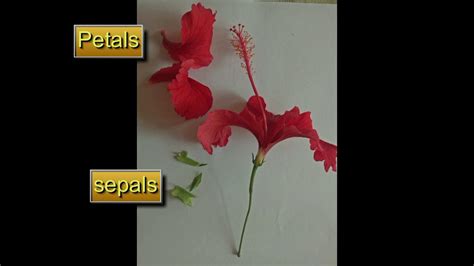 Image result for Hibiscus Flower Dissection