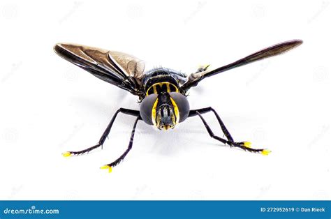 Image result for Fly Front Face