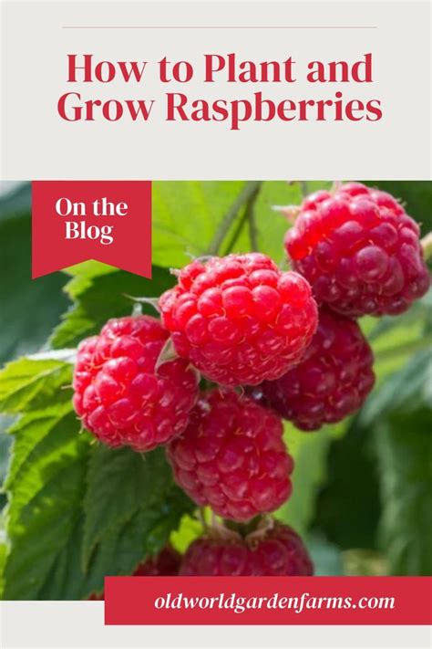 Image result for How to Plant Raspberry