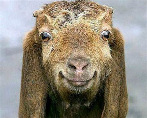 Image result for Goats Smiling