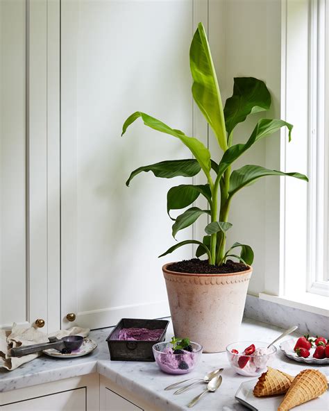 Image result for Blue Java Banana Tree