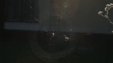 Image result for Time-Lapse Spider Making Web