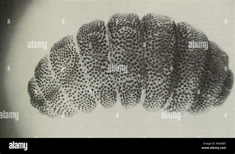 Image result for Bot Fly Larvae Removal