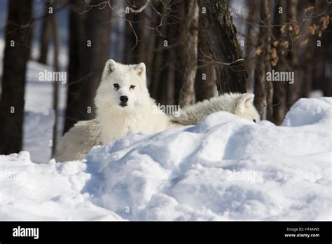 Image result for Wolves in Winter