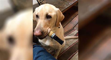 Image result for Dog Using Duck Call
