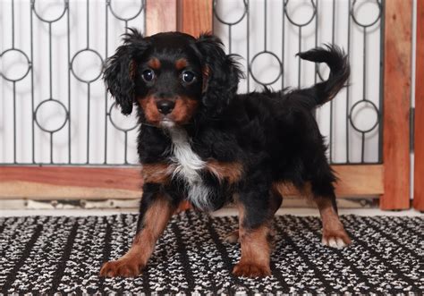 Image result for Male Cavapoo