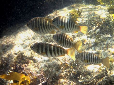 Image result for Zebra Fish