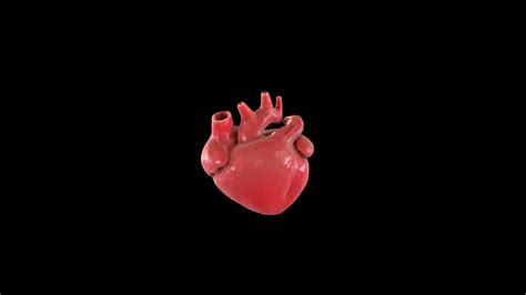 Image result for Heart Pumping Animation