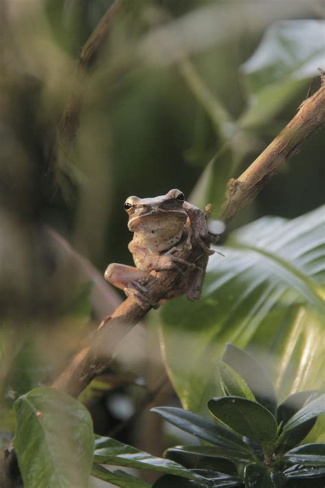 Image result for High Resolution Cartoon Frog