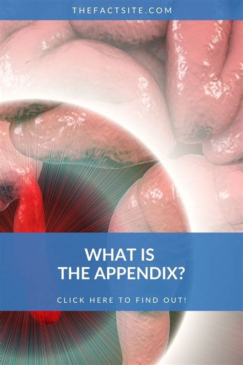 Image result for Appendix WHA Is It