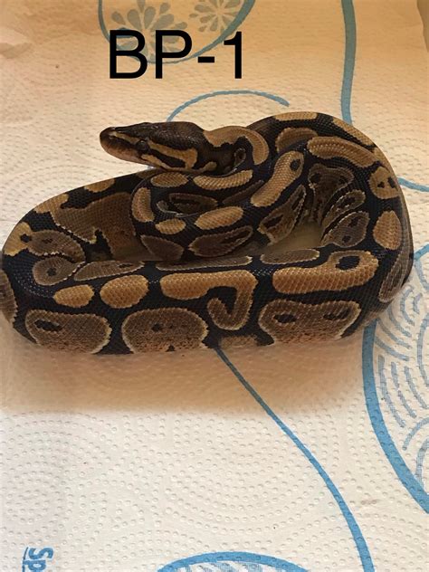 Image result for Python Babies