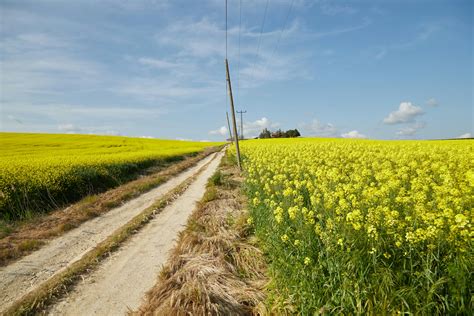 Image result for Pictures Beginigof Spring