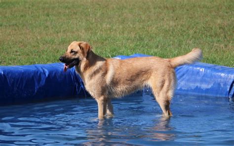 Image result for Inflatable Dog Pool