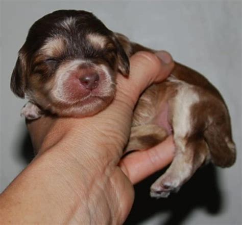 Image result for 6 Weeks Sable Cockapoo