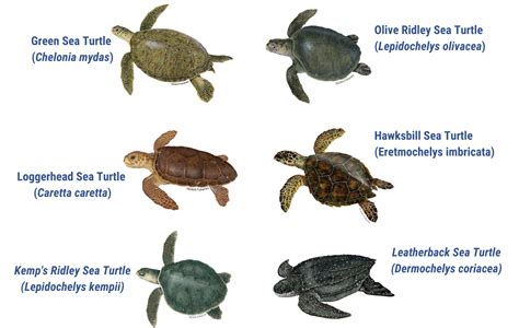 Image result for Sea Turtle Types