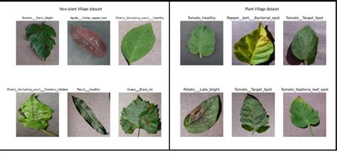 Image result for Plant Leaf Disease Detection Using CNN Source Code