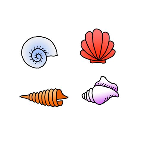 Image result for Seashell Shape Drawing Basic