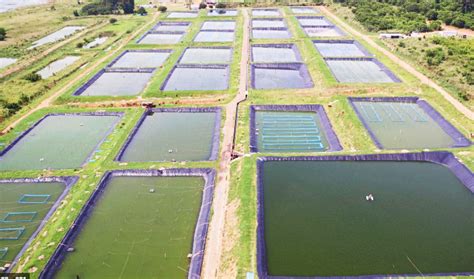 Image result for Fish Farm Example