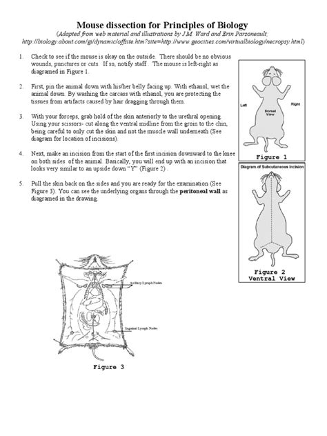 Image result for Mice Brain Dissection