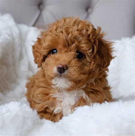 Image result for Cavapoochon Puppy