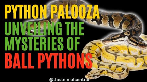 Image result for Balboa Python