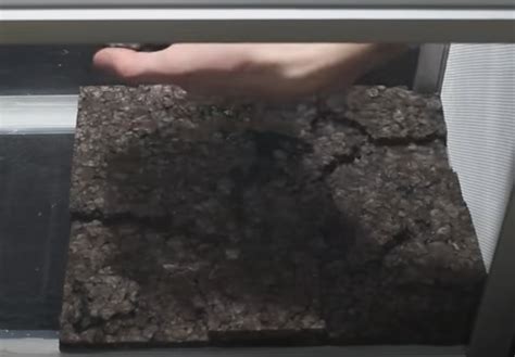 Image result for Bioactive Iguana Setup