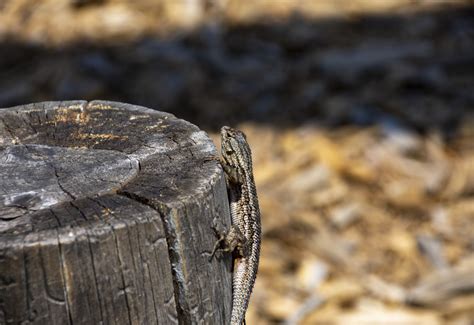 Image result for Tree Lizard Trap