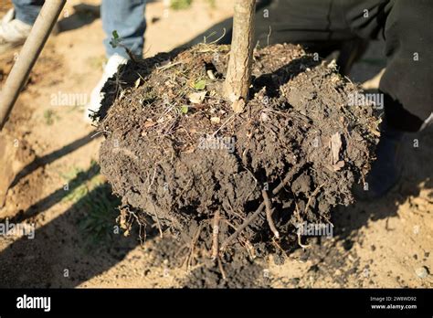 Image result for Planting a Tree Sapling