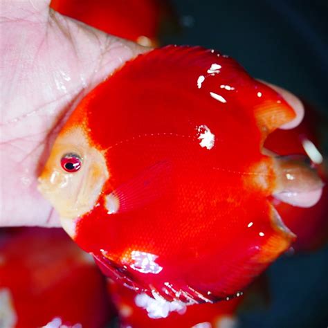 Image result for Red Melon Discus