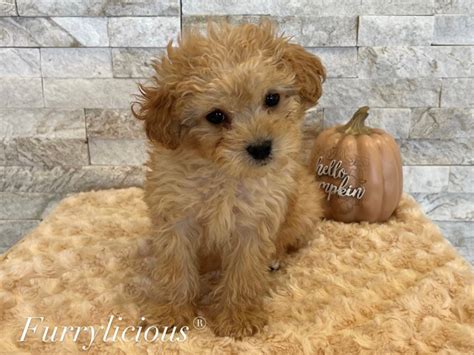 Image result for Male Cavapoo