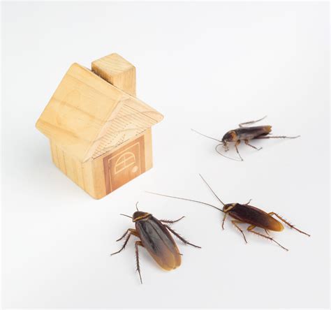 Image result for Cockroach Ontario