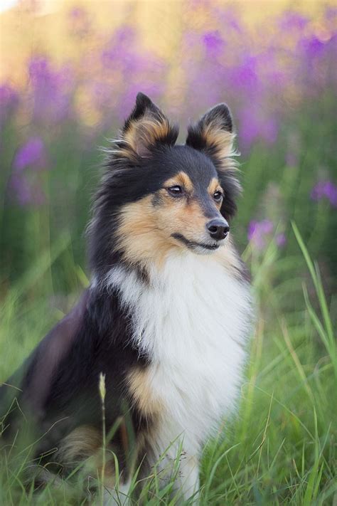 Image result for Mini Sheltie