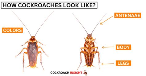Image result for Cockroach Look Alike