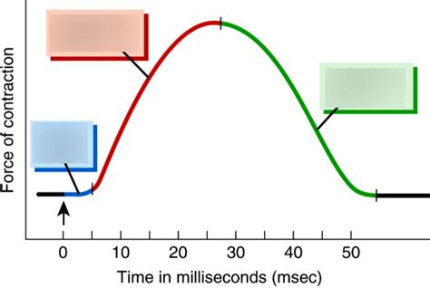 Image result for Flowchart of Excitation Contraction Coupling