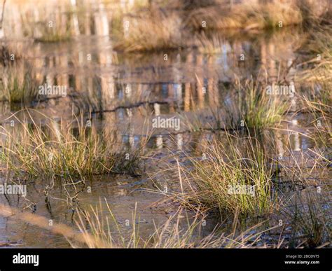 Image result for Swamp Grass Texture Minecraft