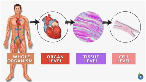 Image result for Morphological System Examples