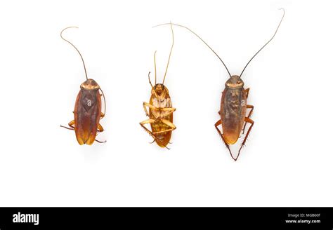 Image result for Cockroach Close Up