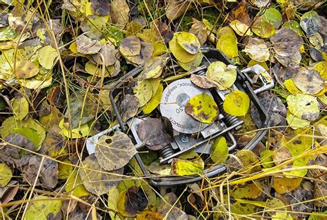 Image result for How to Trap Wolves