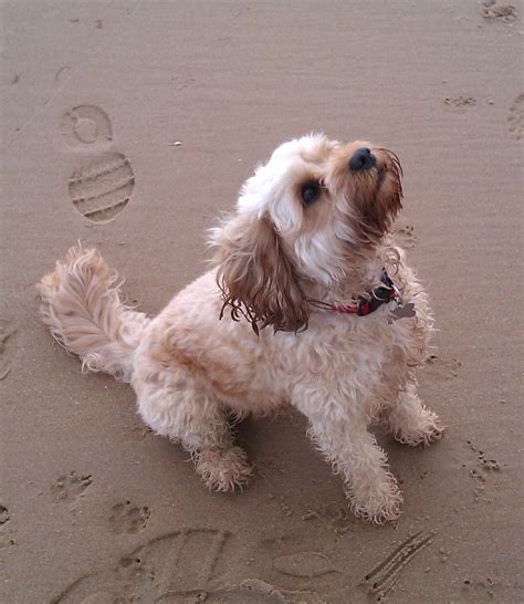 Image result for Cavapoo Pup