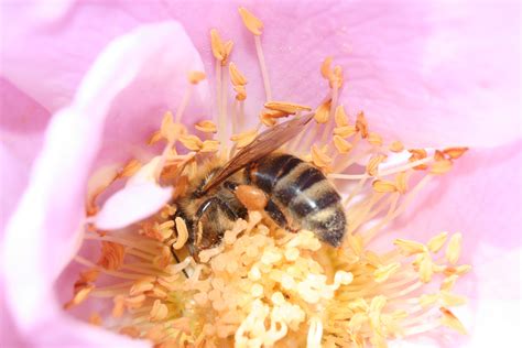 Image result for Pollinating Beans